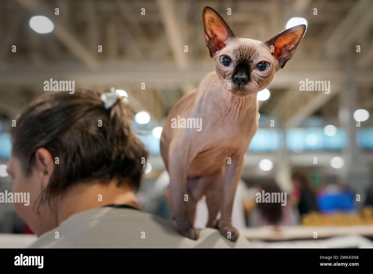 A Sphynx cat sits on a shoulder at the Cat Extravaganza event at ...