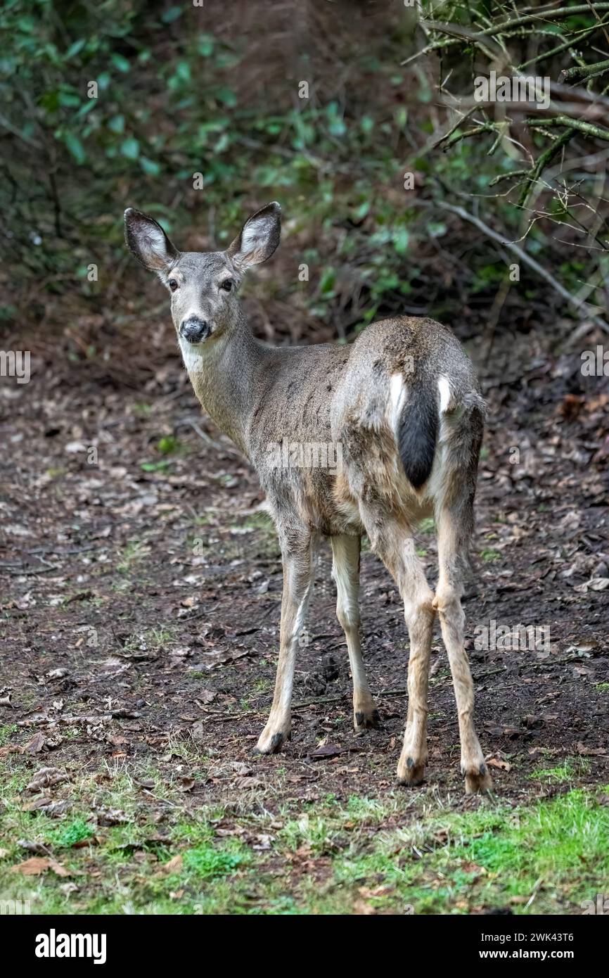 Issaquah, Washington, USA. Rear view of a Black-tailed Deer doe ...