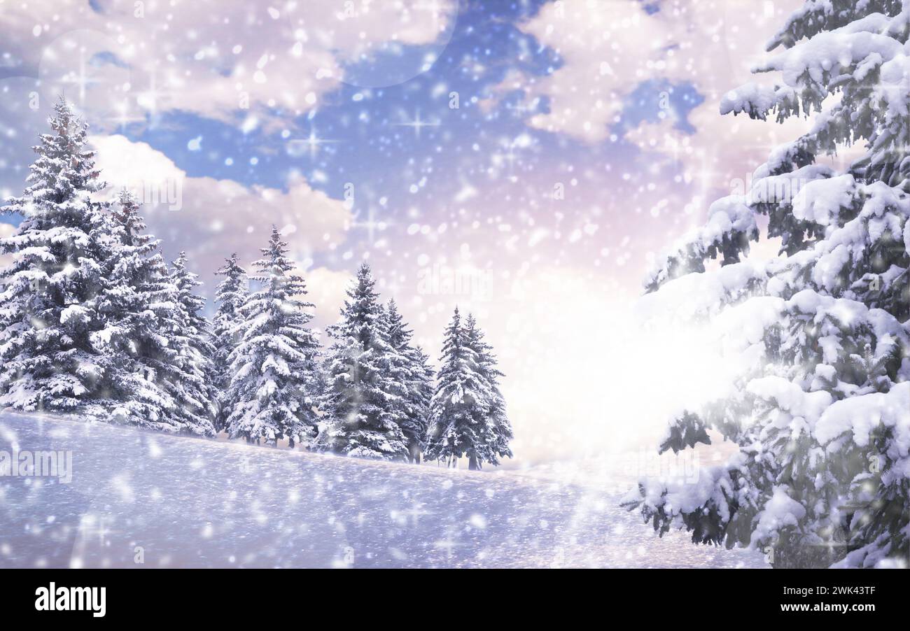 Winter background. Fir-trees under the snow. New Years Eve and ...