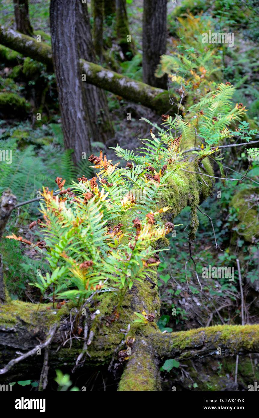 The common polypody (Polypodium vulgare) on a fallen tree trunk Stock ...