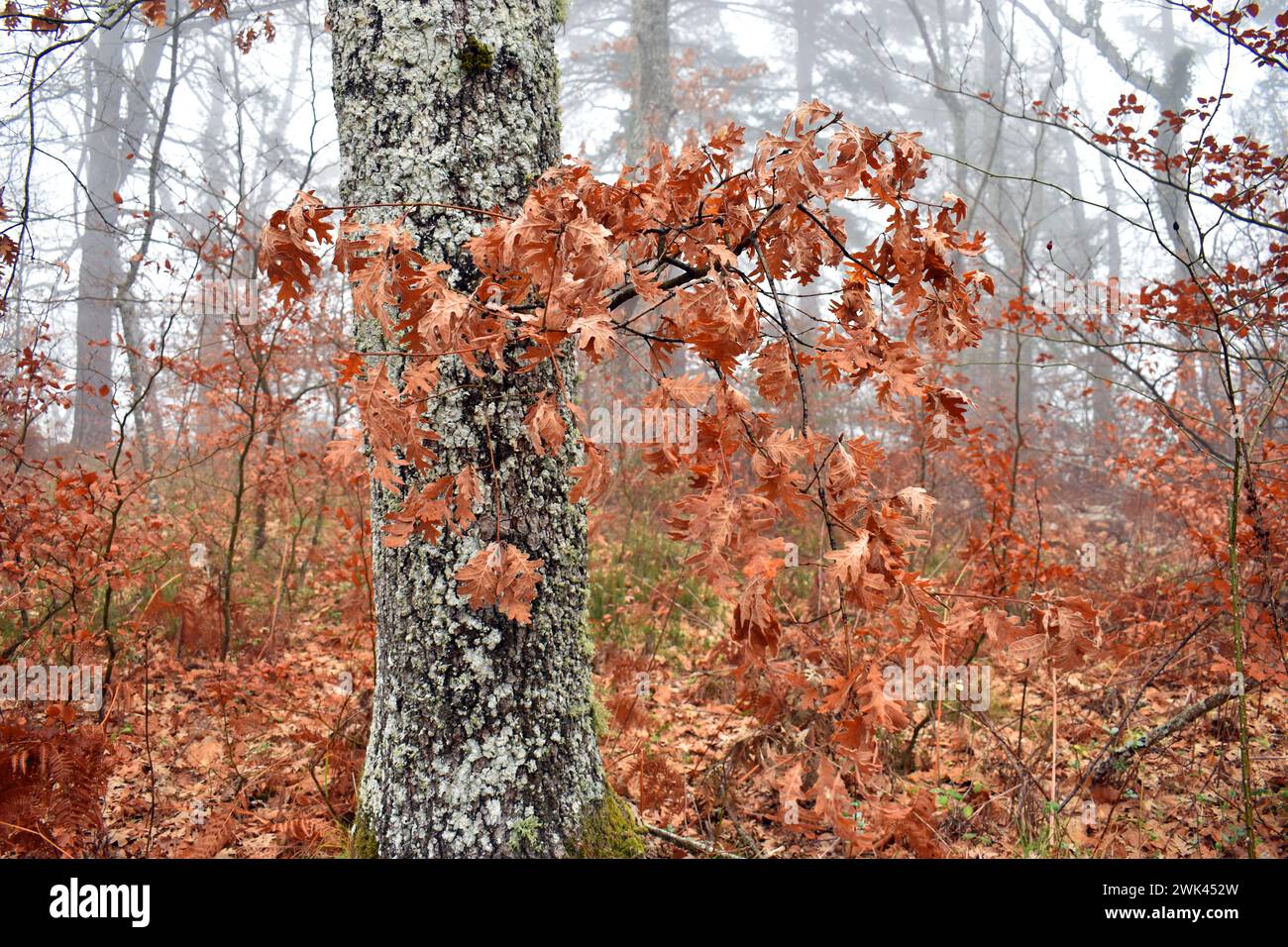 Marcescent leaves hi-res stock photography and images - Alamy