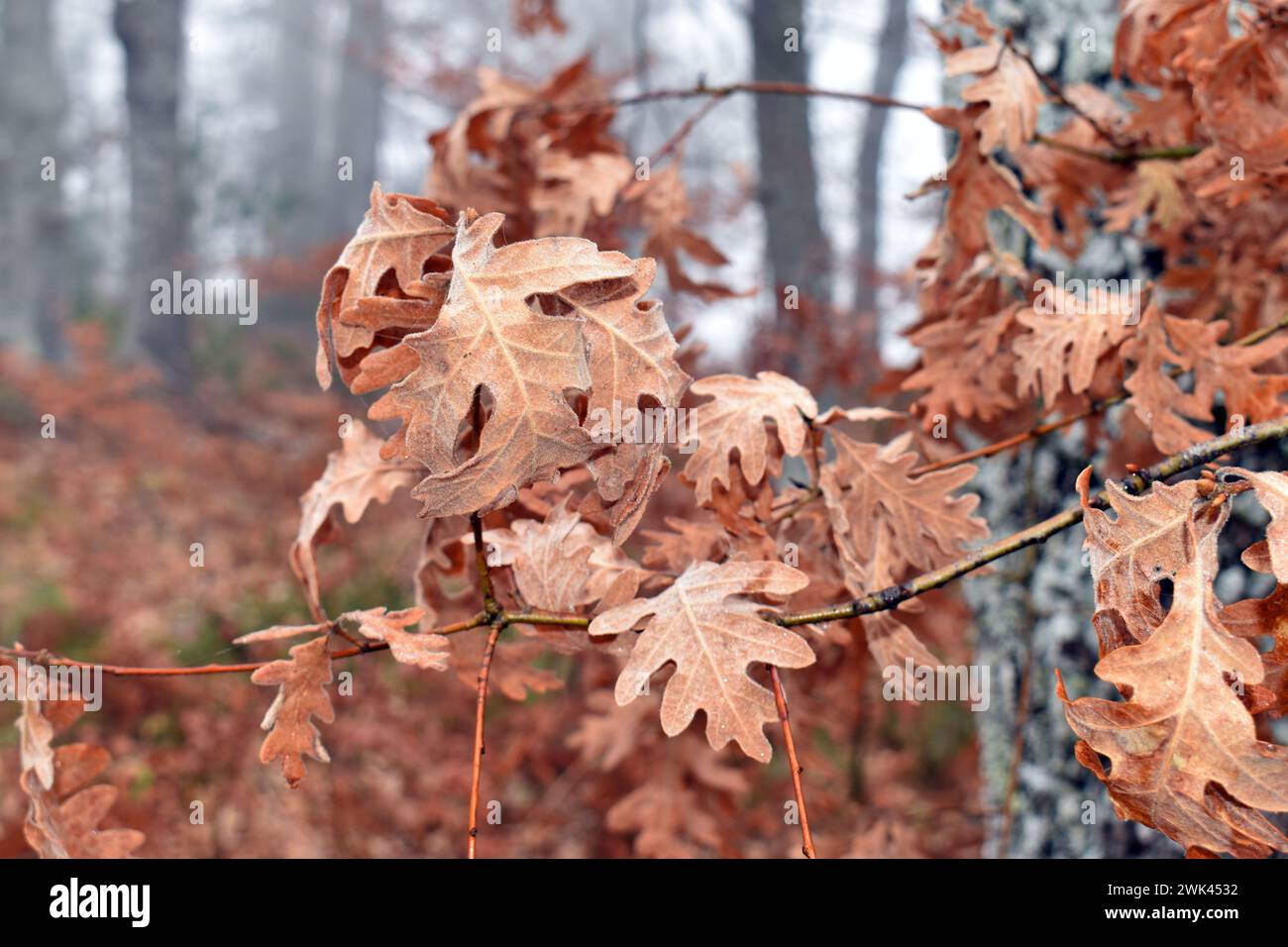 Marcescent leaves hi-res stock photography and images - Alamy