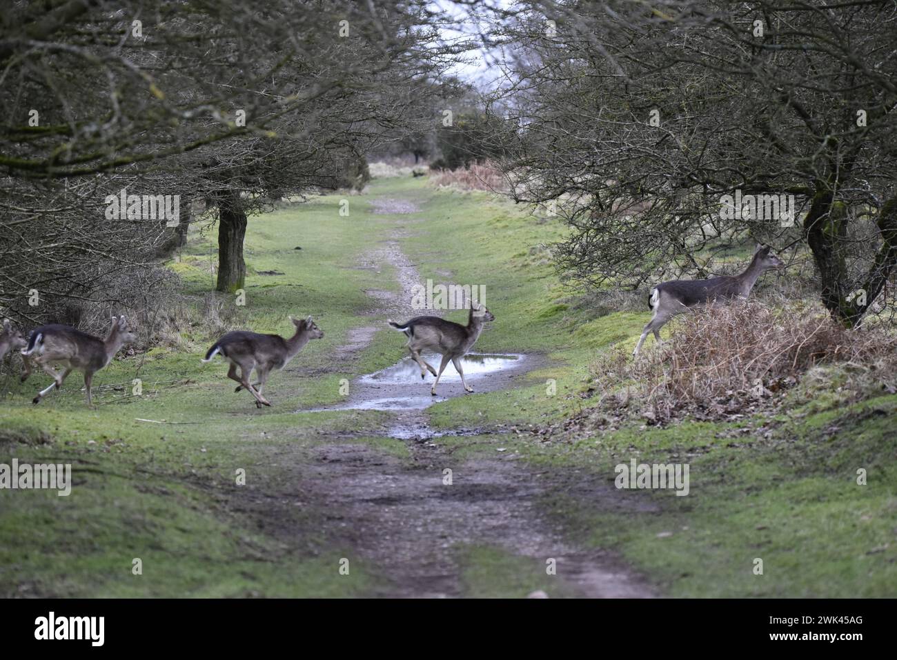 Herd of Fallow Deer (Dama dama) Running Left to Right Across a Wet Path ...