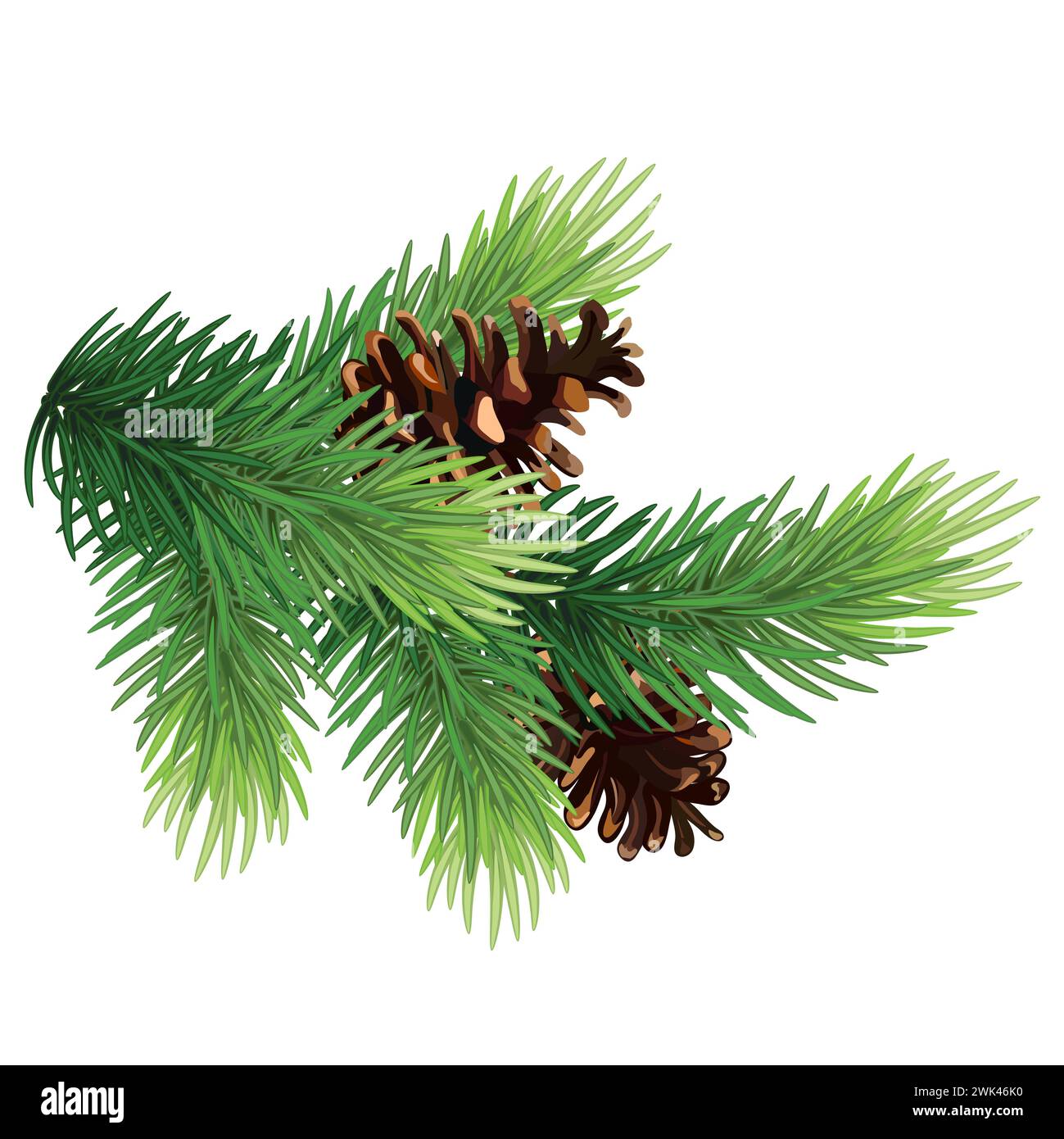 Fluffy branches fir tree Cut Out Stock Images & Pictures - Alamy
