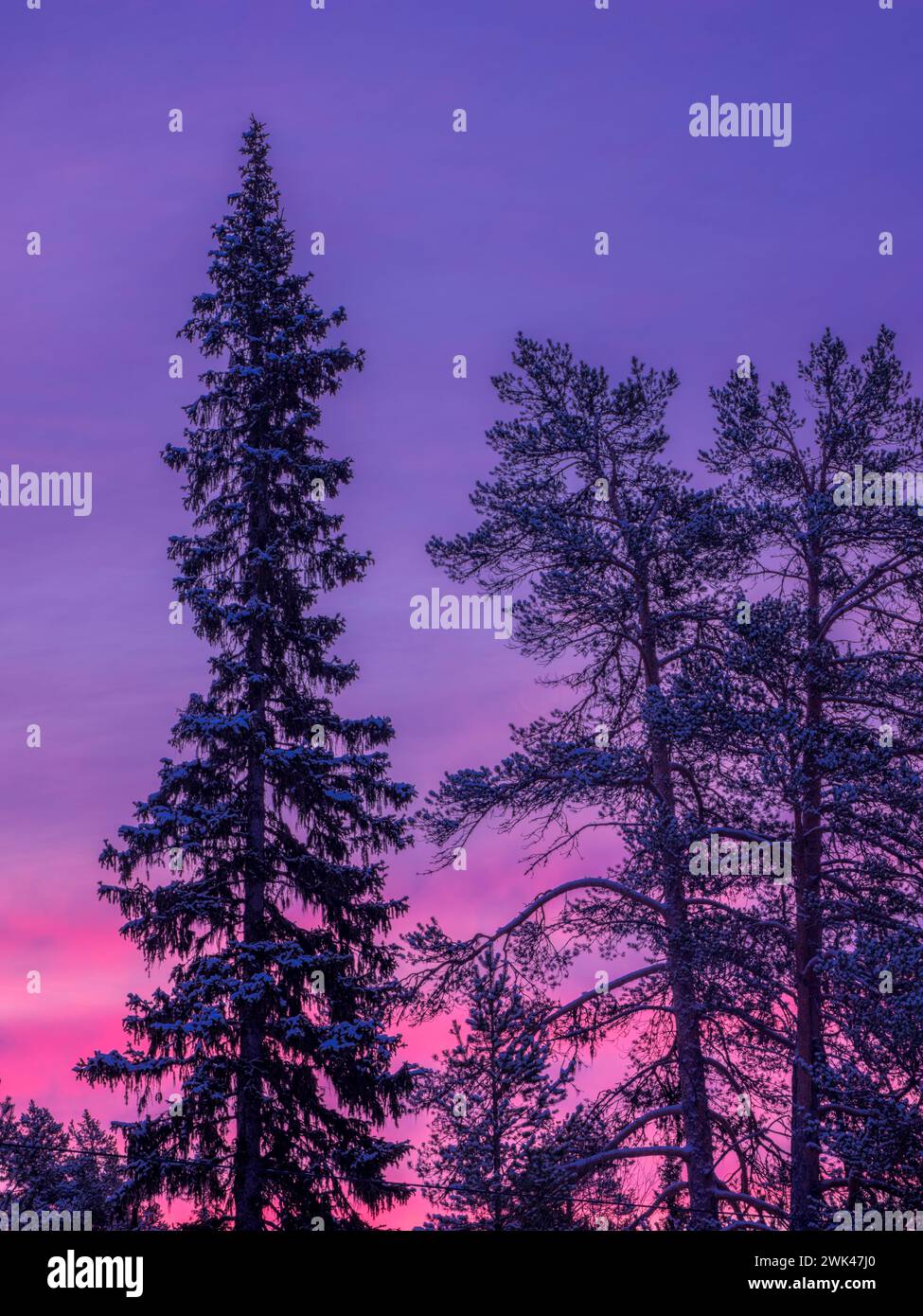 Silhouetted against vivid gradient hi-res stock photography and images ...