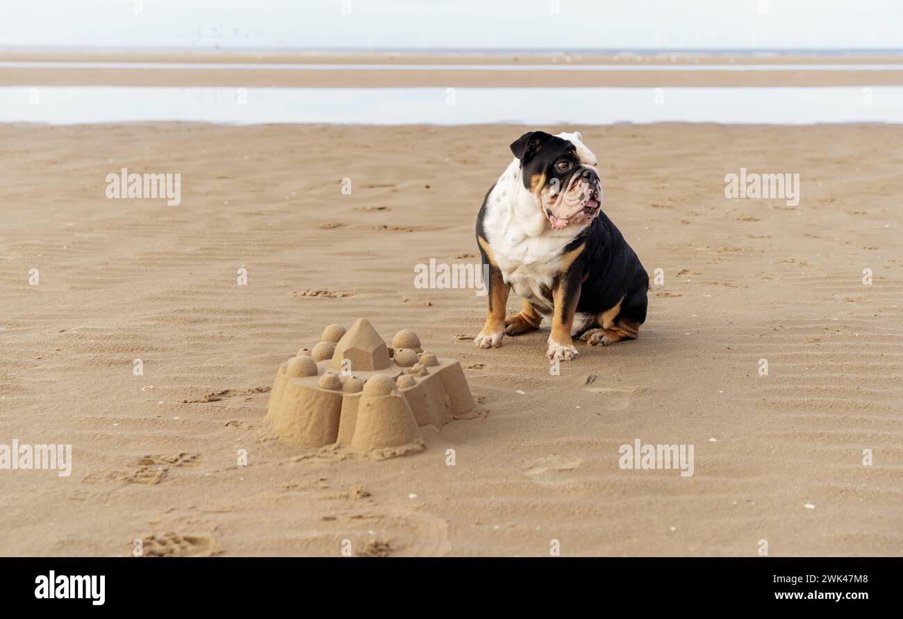 Black tri-color funny english british Bulldog sitting in front of the ...