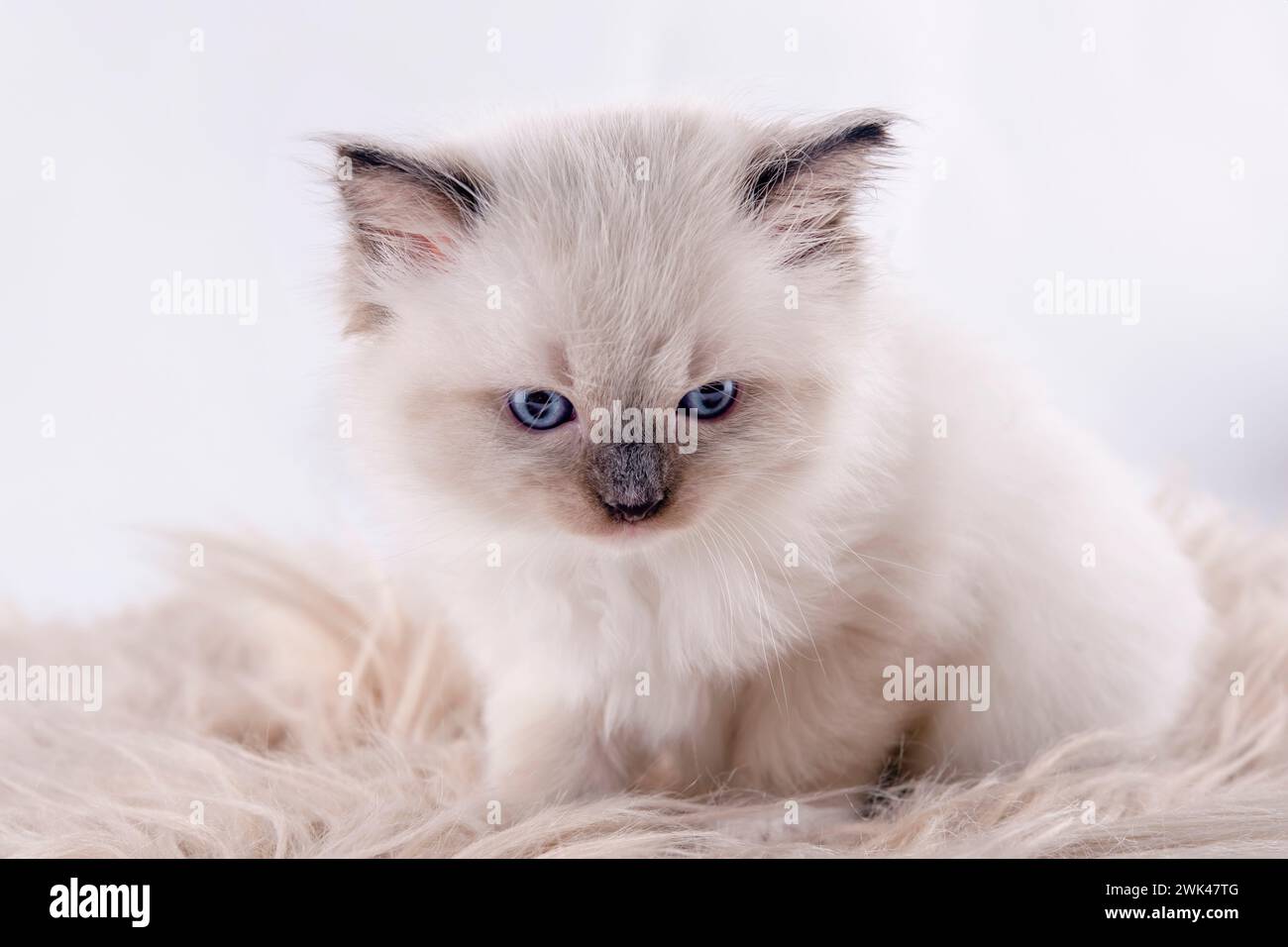 little ragdoll kitten with blue eyes in purple collar sitting on a ...
