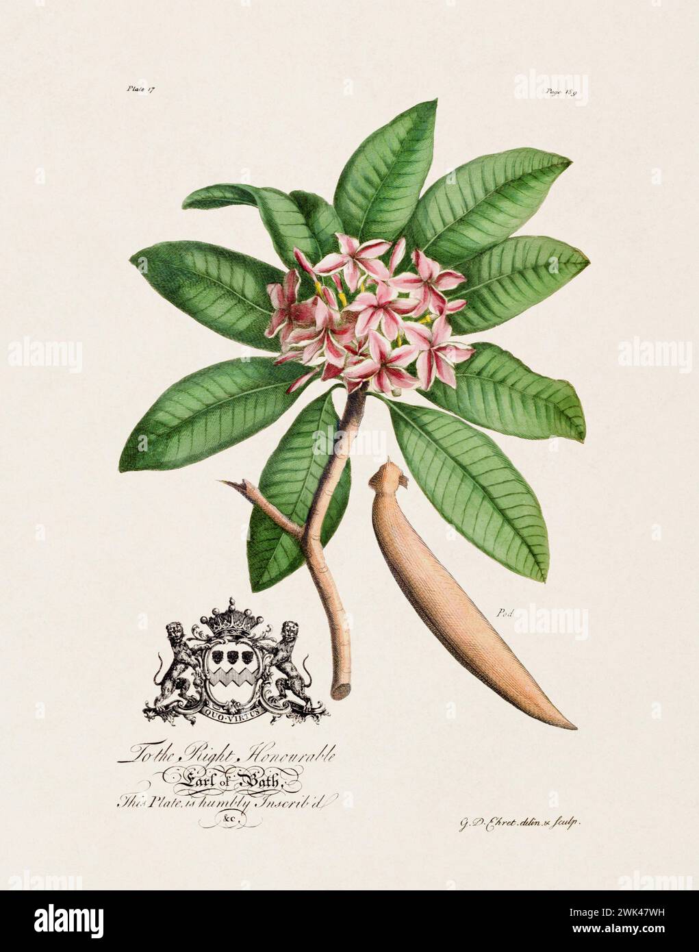 Botanical illustration from the 18th century by Ehret, George Dionysius ...