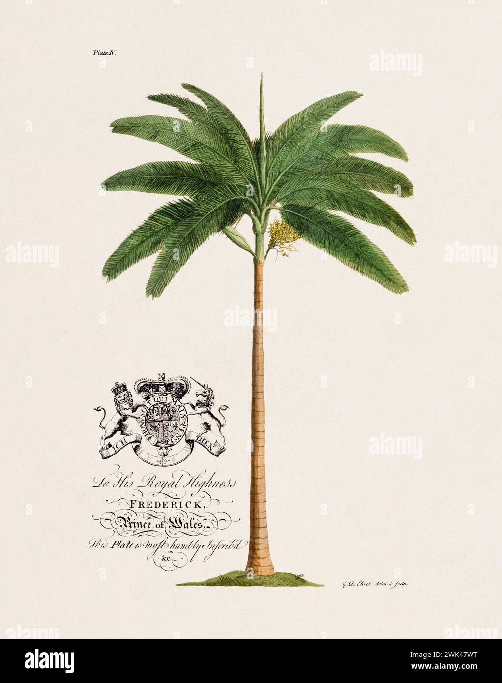 Palm Tree. Botanical illustration from the 18th century by Ehret ...