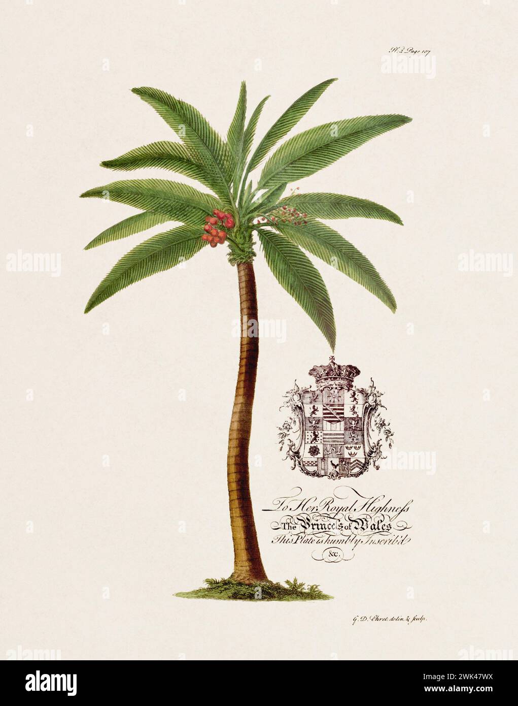 Palm Tree. Botanical illustration from the 18th century by Ehret ...