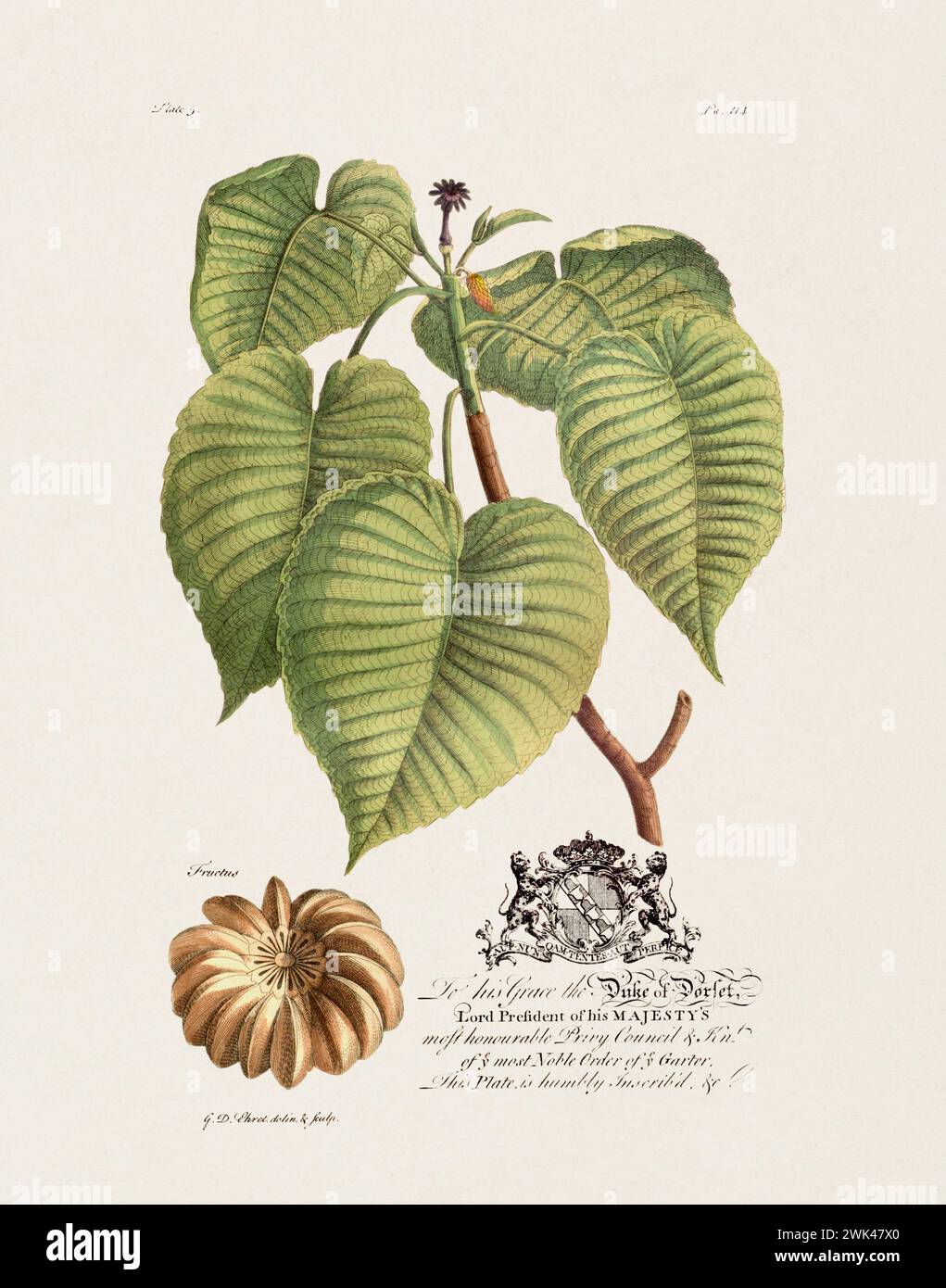Sandbox Tree. Botanical illustration from the 18th century by Ehret ...