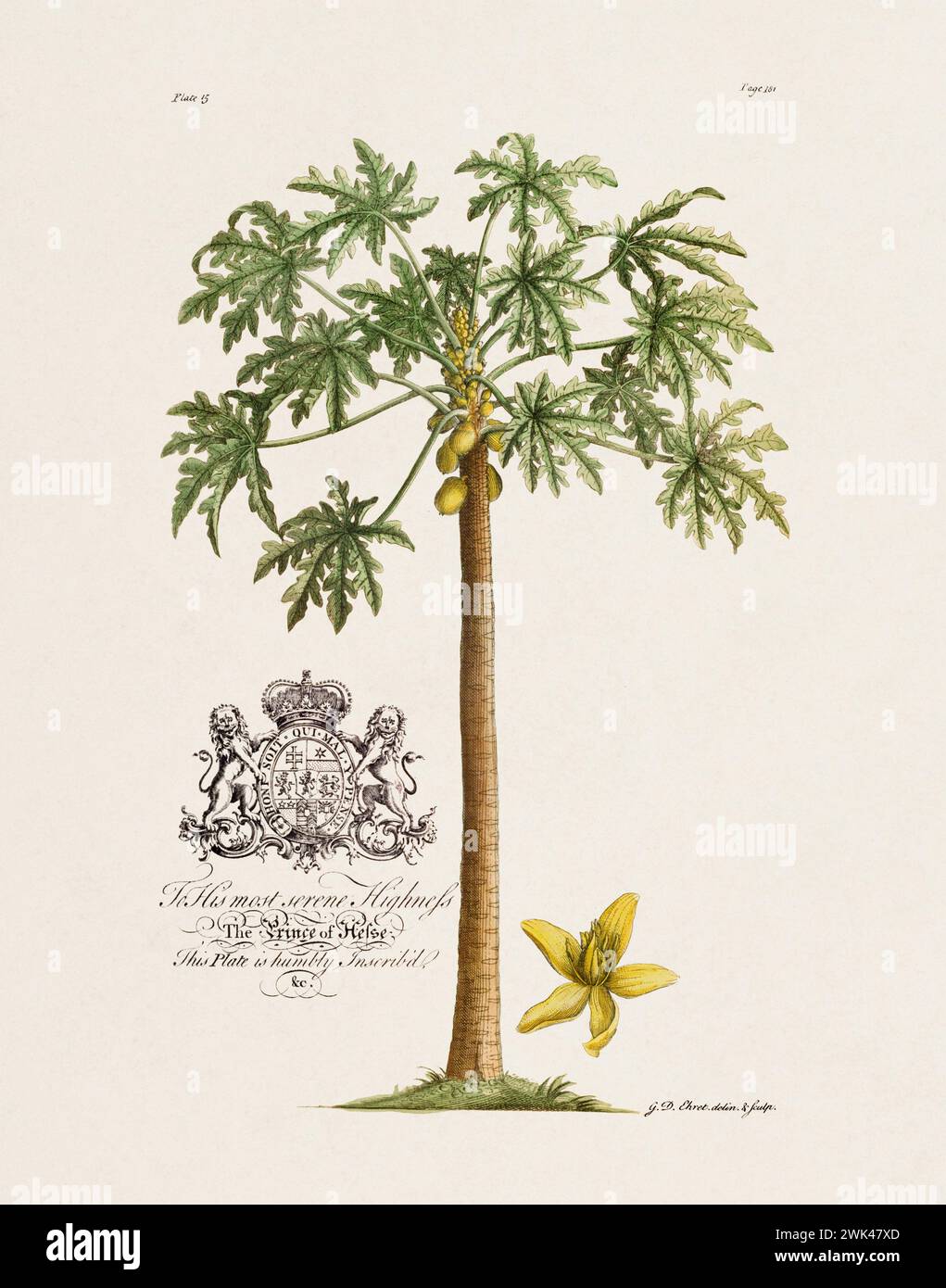 Papaya Tree Drawing For Kids