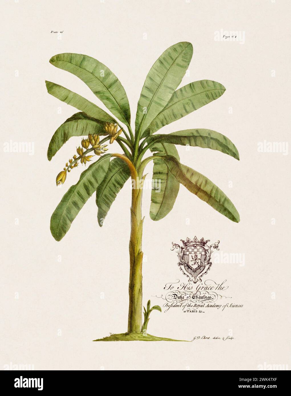 Banana Tree. Botanical illustration from the 18th century by Ehret ...
