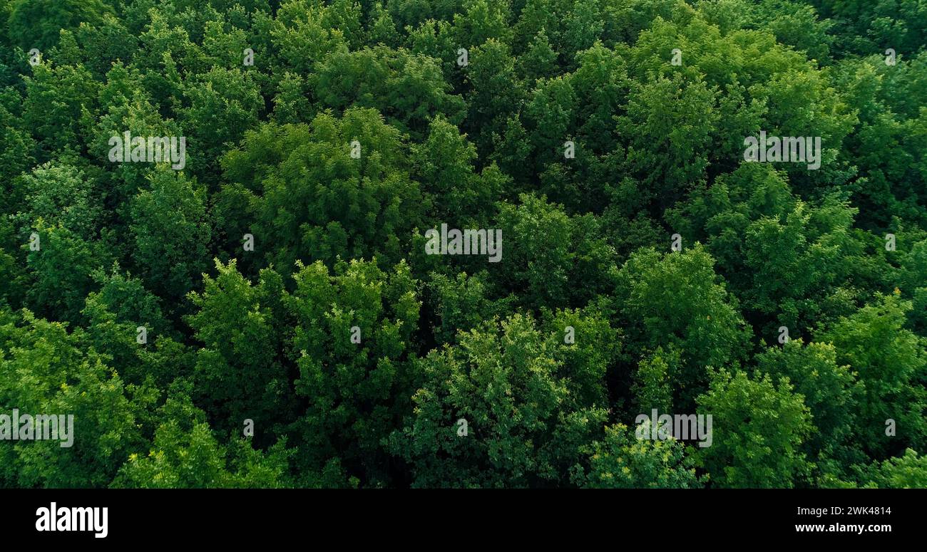 Aerial forest flyover green trees hi-res stock photography and images ...