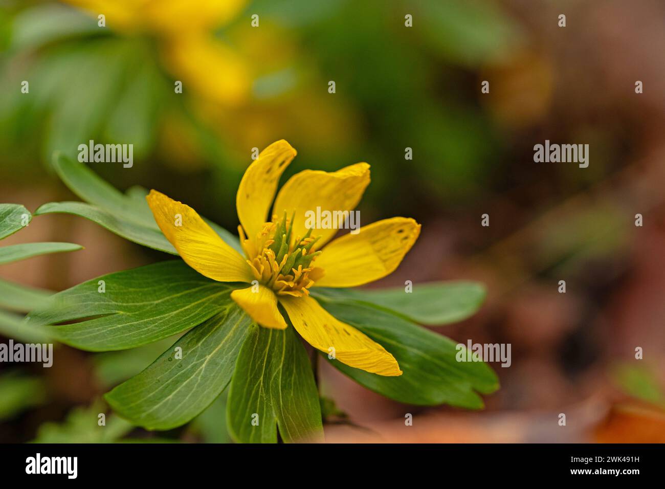 macro of a beautiful flowering winter aconite flower in a forest Stock ...