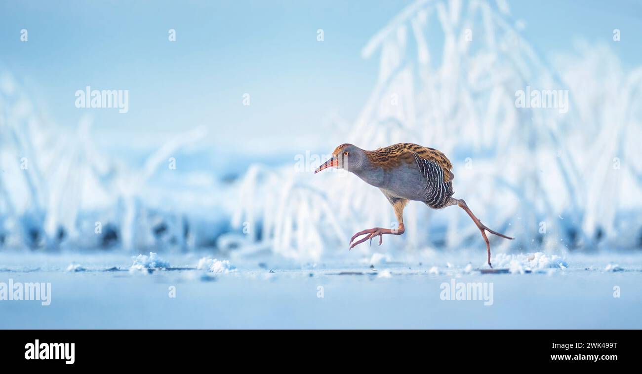 Water Rail Rallus aquaticus running on the ice and on the frozen ...