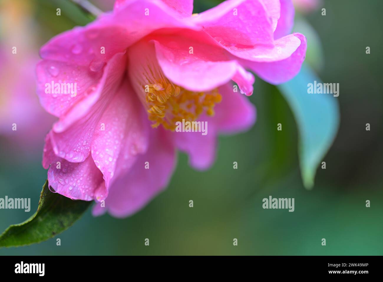 Trewidden Gardens Penzance White Daisy Dimorphotheca Stock Photo - Alamy