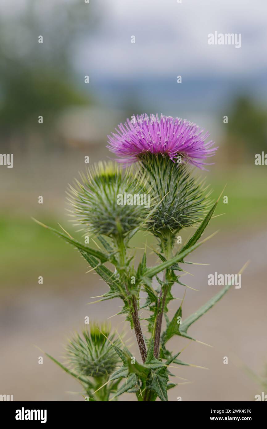 Close up of spear thistle, bull thistle, or common thistle (Cirsium ...