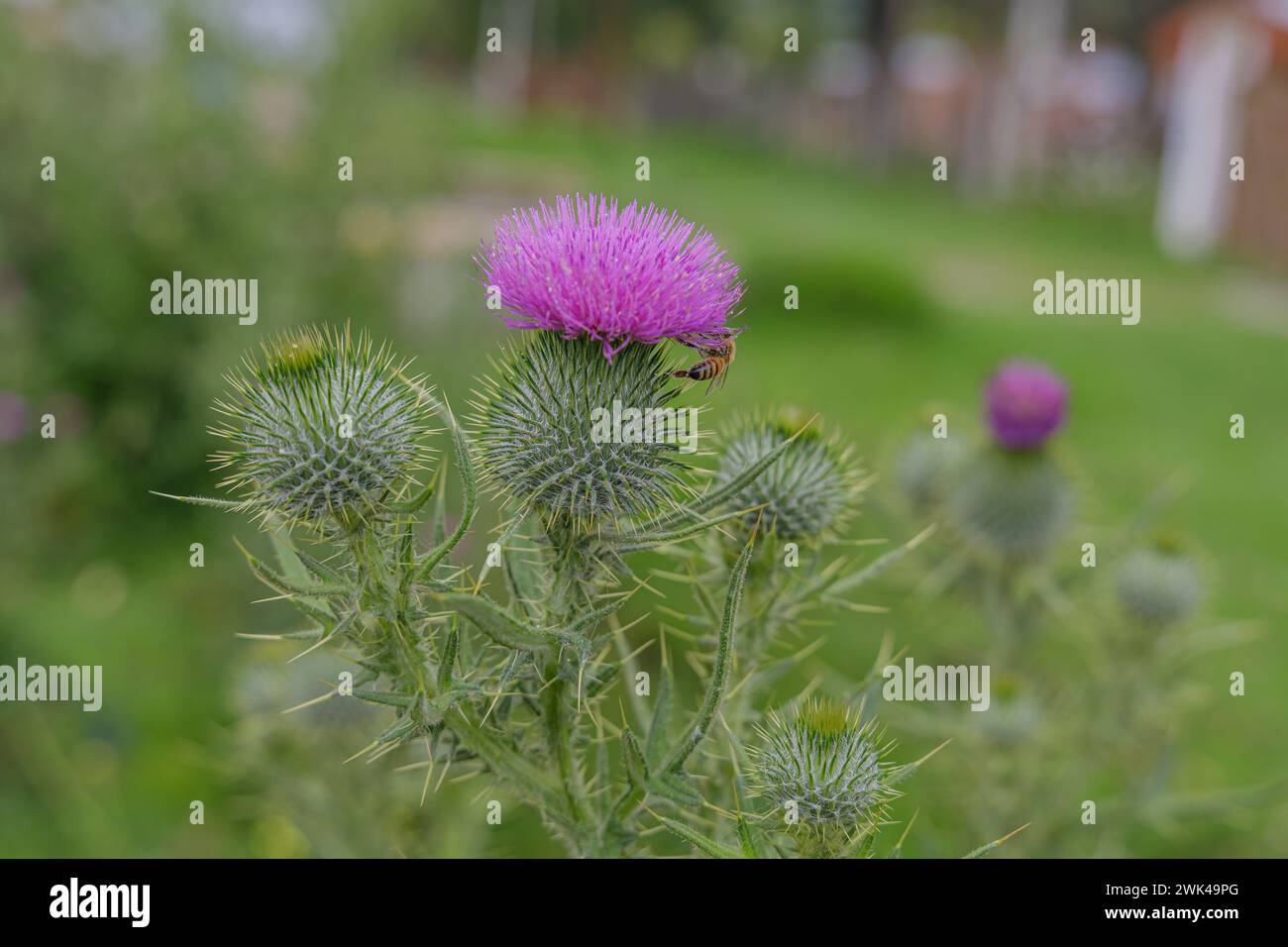 Spear thistle, bull thistle, or common thistle (Cirsium vulgare Stock ...