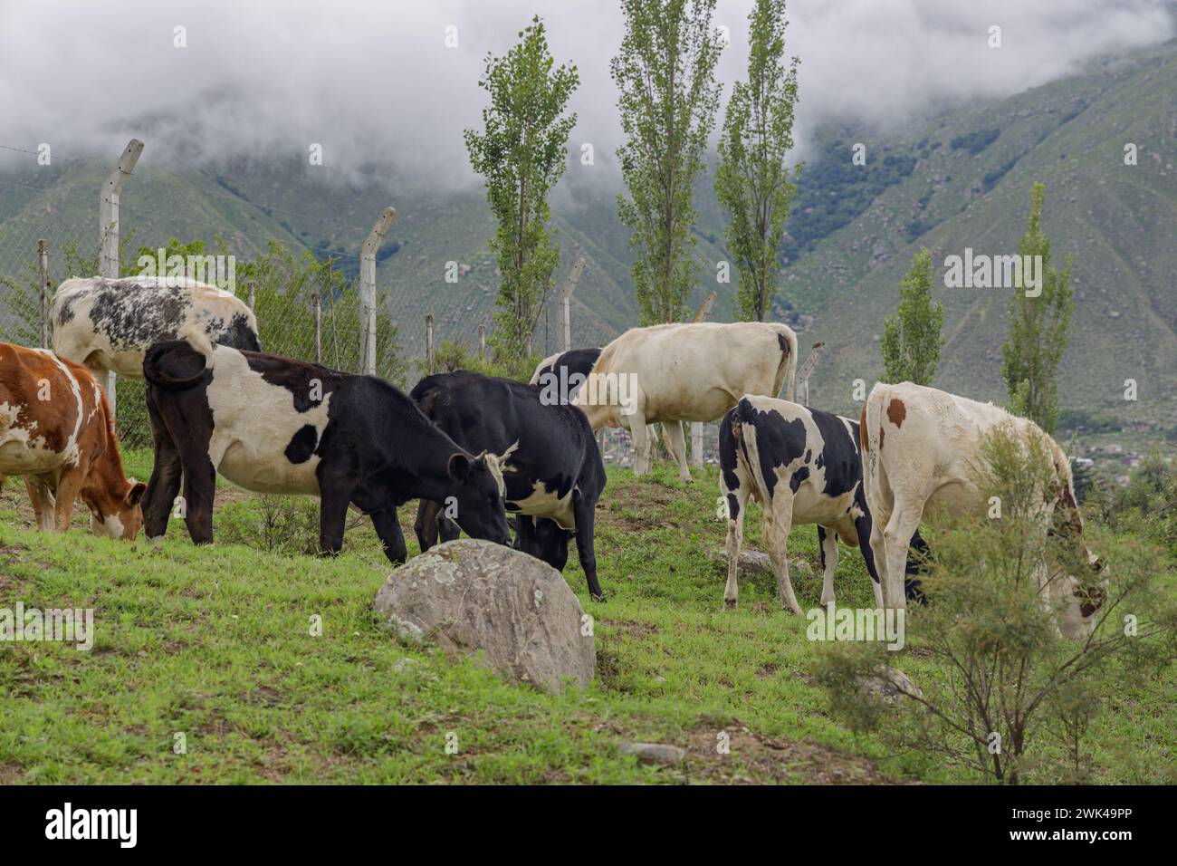 Cow field argentina hi-res stock photography and images - Alamy