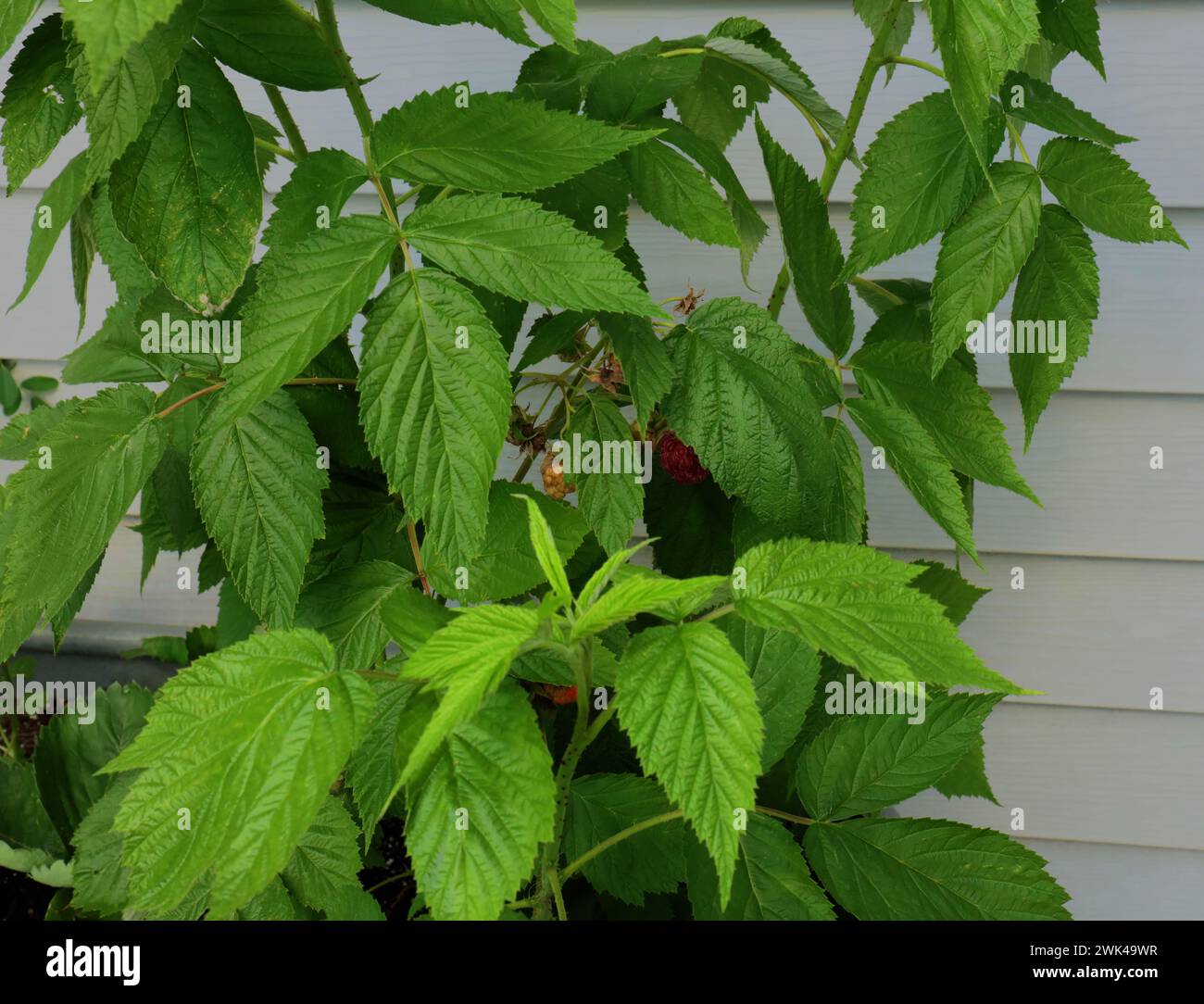 Close up of raspberries ripening on branches of raspberry canes in the ...