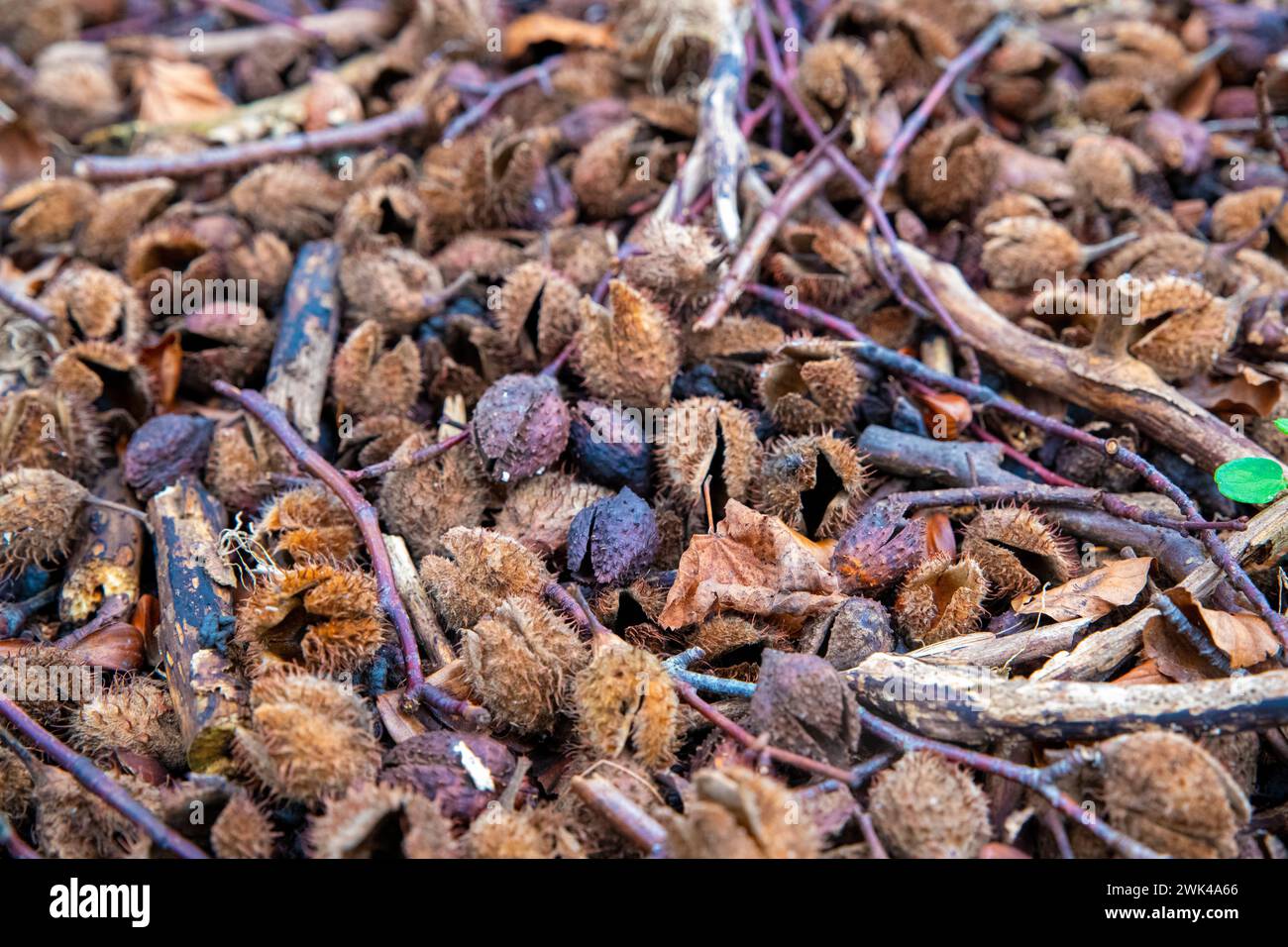 Shells on forest floor hi-res stock photography and images - Alamy