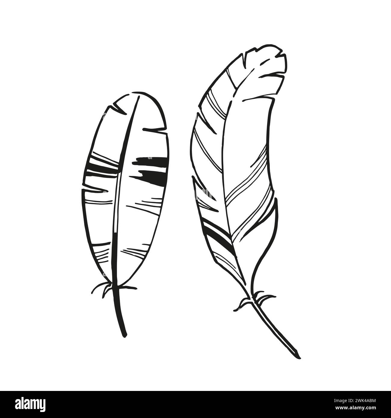 vector frame of hand drawn bird feather with spots, inked monochrome ...