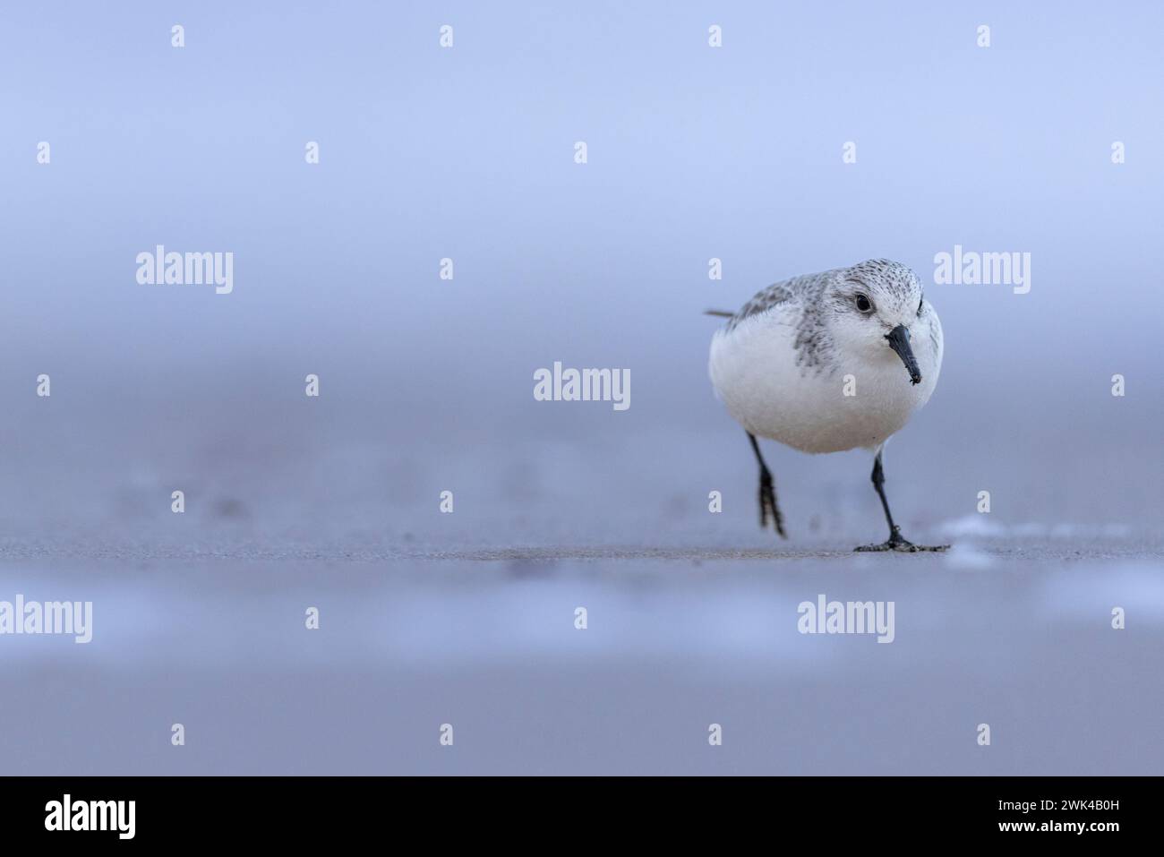 Sanderling running shoreline hi-res stock photography and images - Alamy