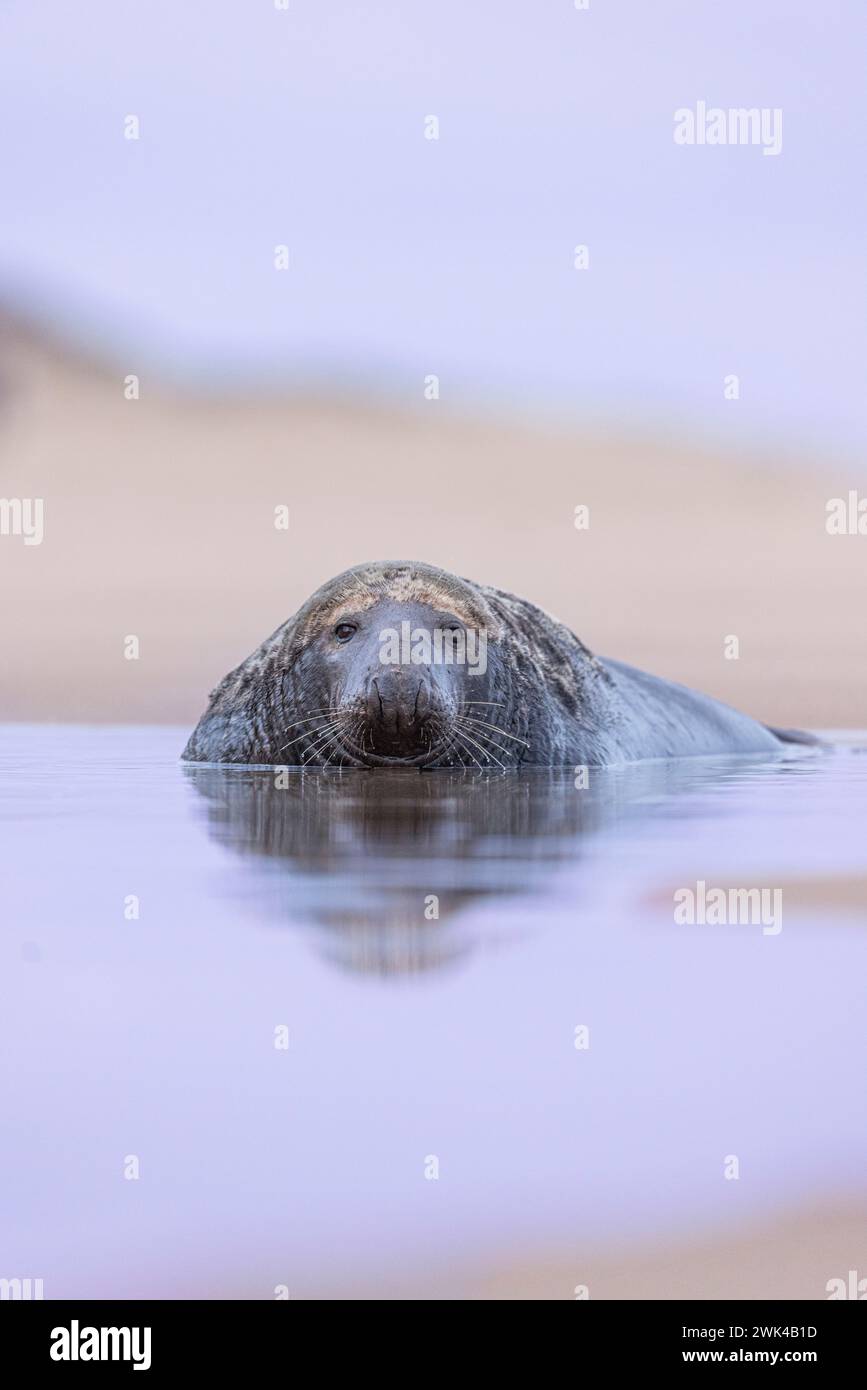 Adult fur seal on beach hi-res stock photography and images - Alamy