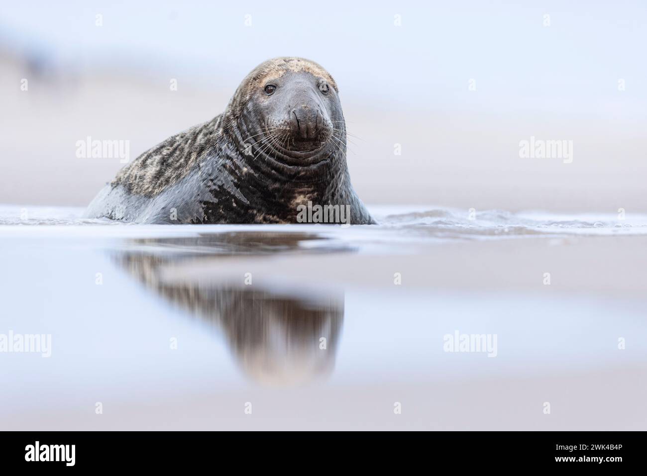 Grey Seal laying in a pool on the beach Stock Photo - Alamy
