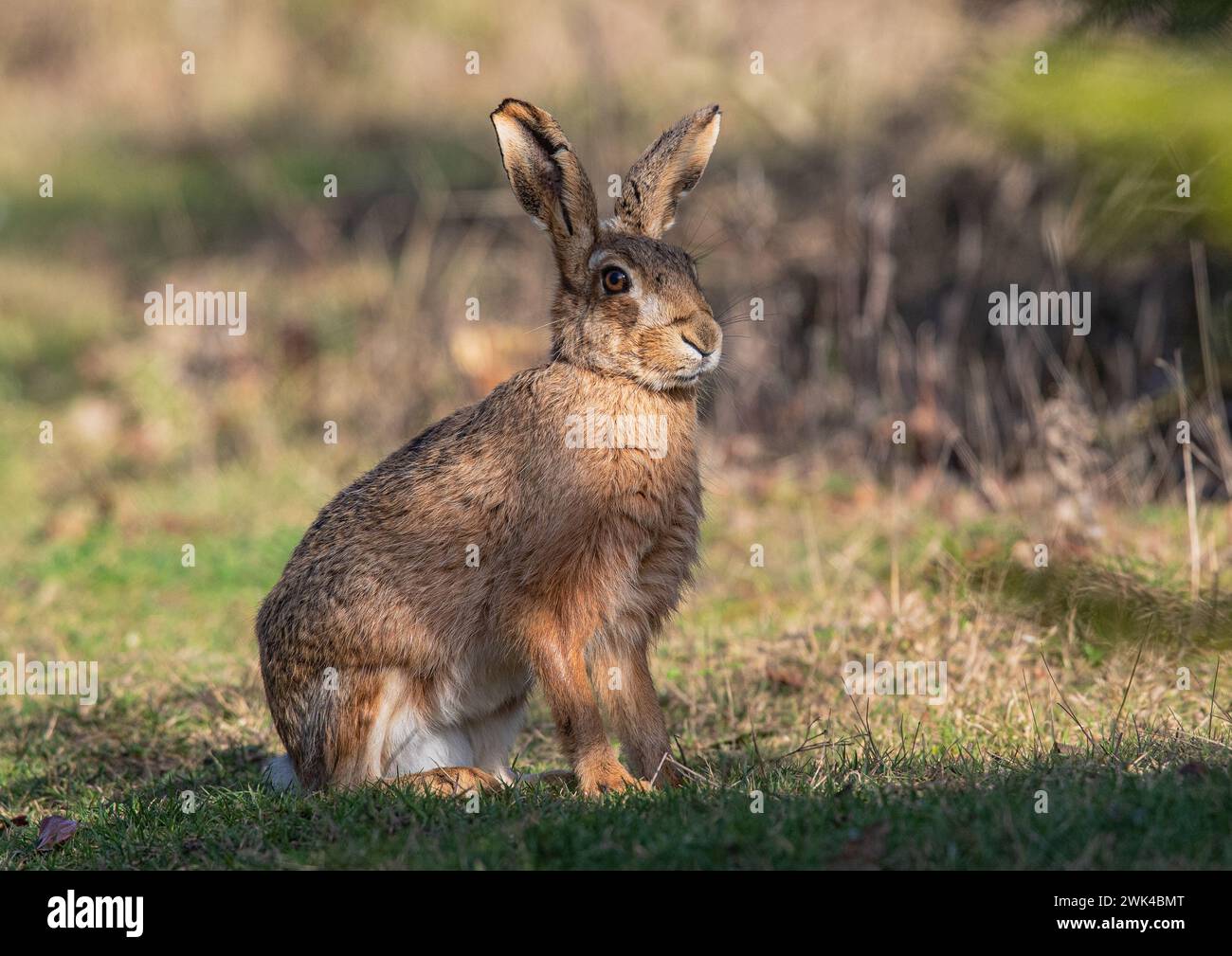 Big fluffy ears hi-res stock photography and images - Alamy