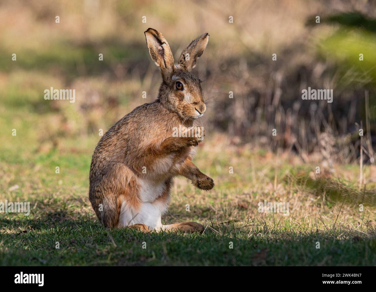 A detailed shot of a Brown Hare ( Lepus europaeus) in the sunshine ...