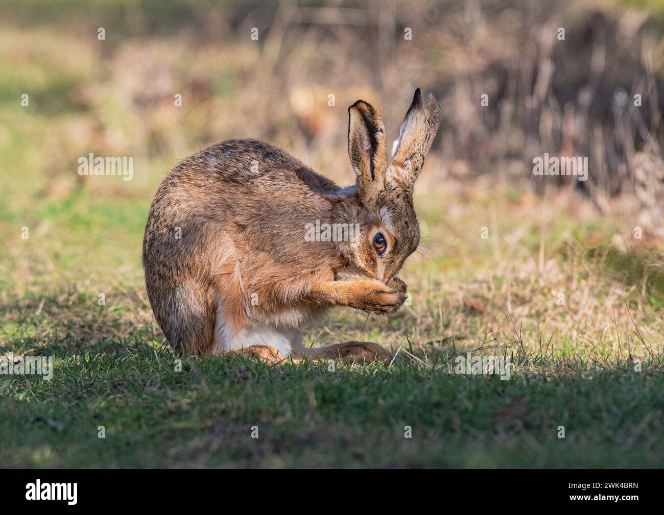 A detailed shot of a shy Brown Hare ( Lepus europaeus) sitting on his ...