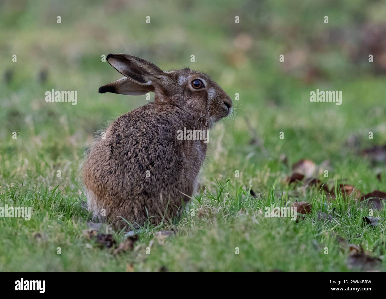 A close up of a wild Brown Hare (Lepus europaeus) in winter coat , looking at the camera showing ...