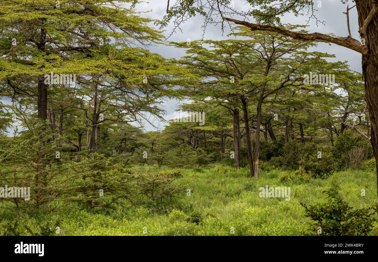 Acacia trees, the leaves of which are favoured by giraffe, inside ...
