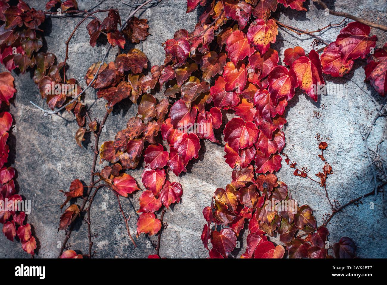 Ivy red wall texture background concept photo. Old brick wall and ...