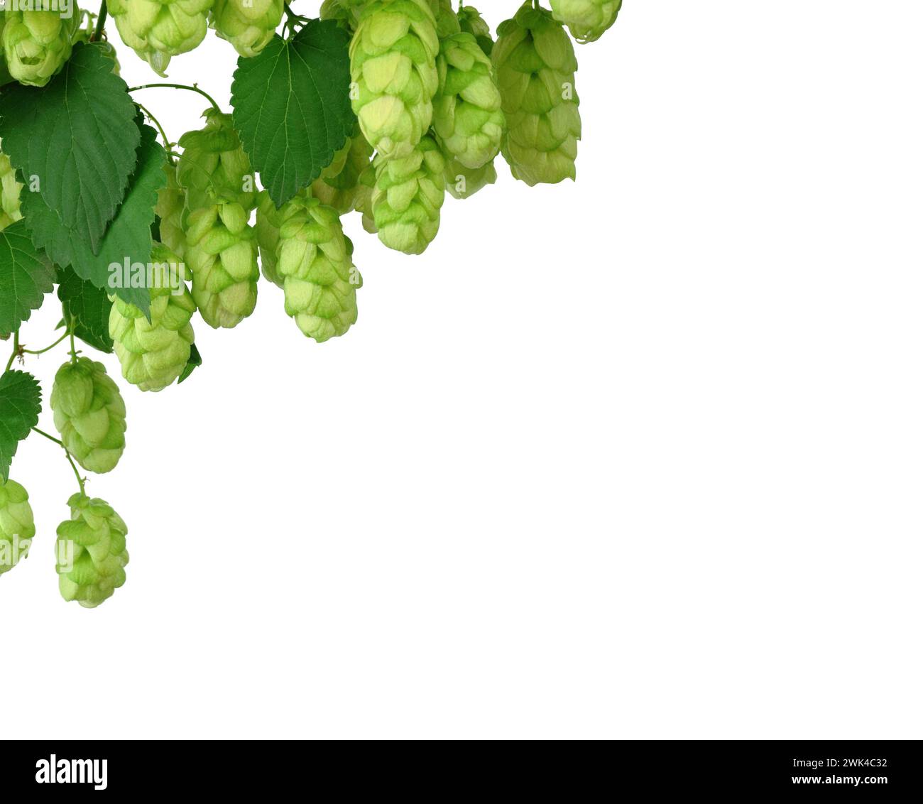 Garland of hop cones and green leaves. Isolated without shadow ...