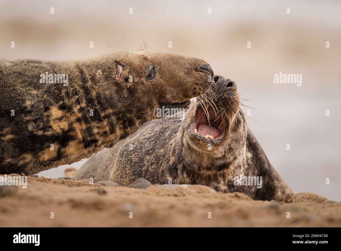 Seal fighting hi-res stock photography and images - Alamy