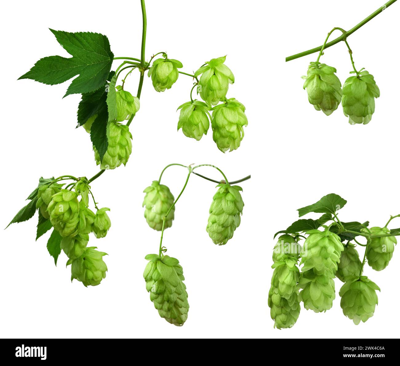 Hop plantation Cut Out Stock Images & Pictures - Alamy