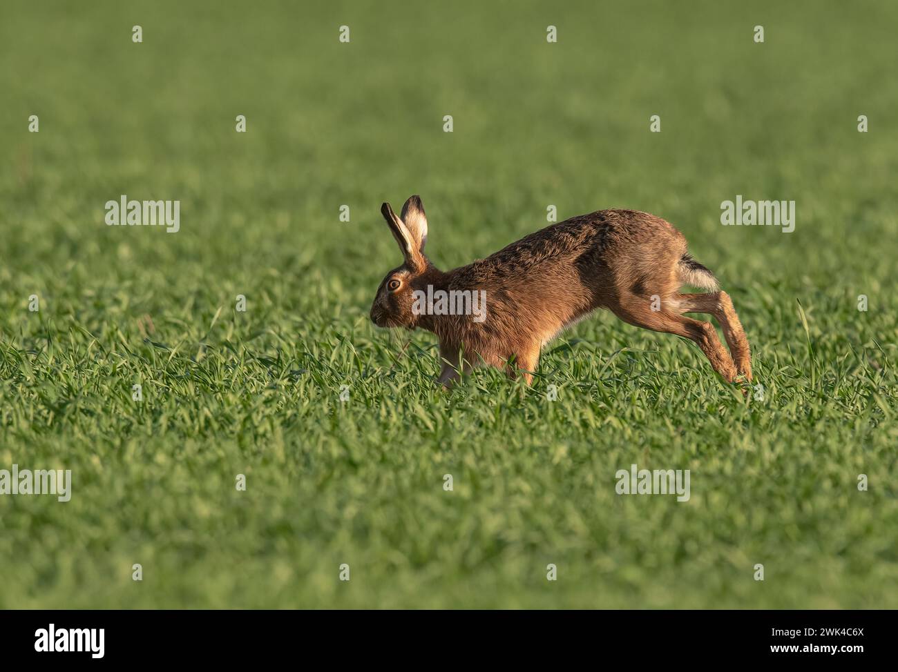 A Brown Hare ( Lepus europaeus) accelerating across the farmers crop ...