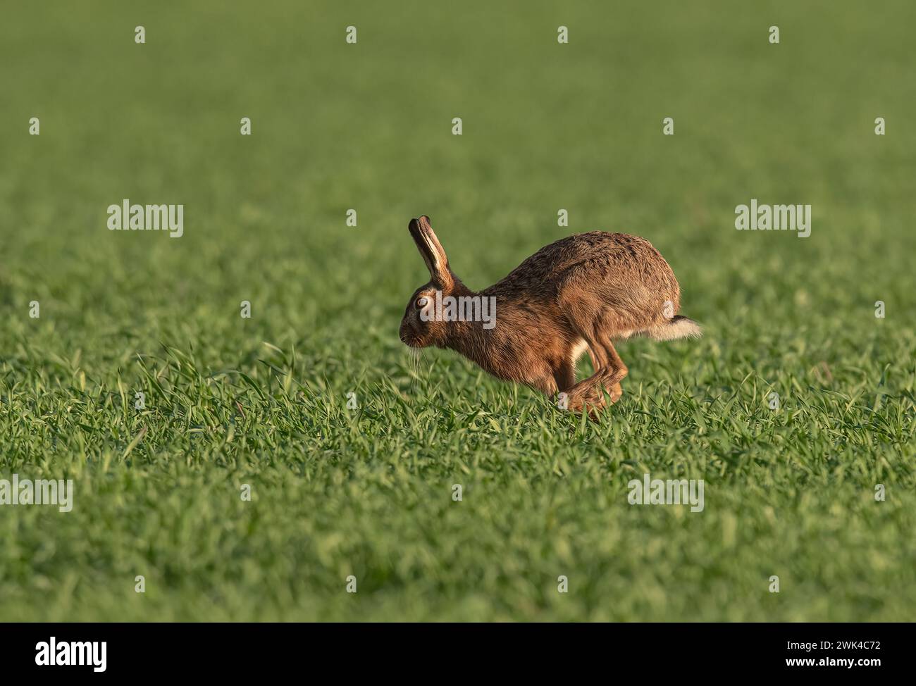 A Brown Hare ( Lepus europaeus) accelerating across the farmers crop ...