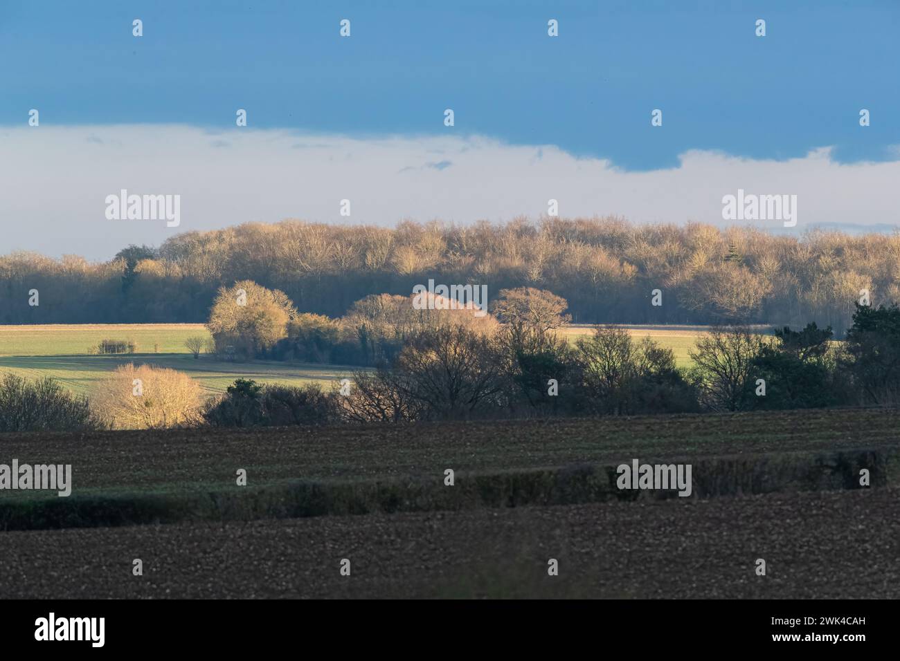 A glorious countryside scene, trees, hedges, fields and woodland ...