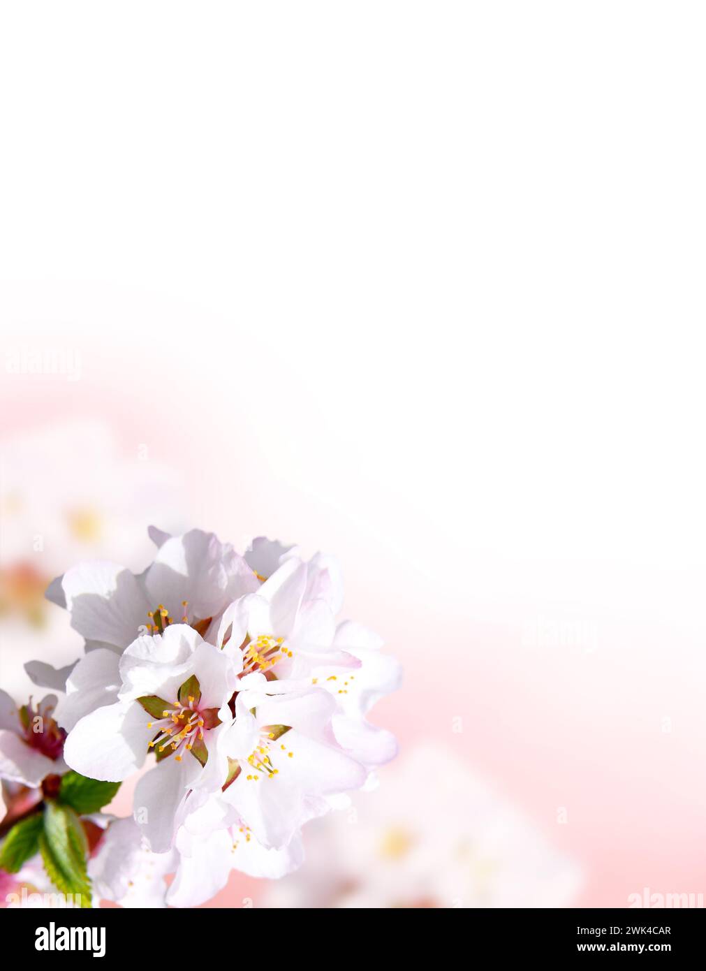 Cherry blossoms over blurred nature background. Spring flowers. Spring ...