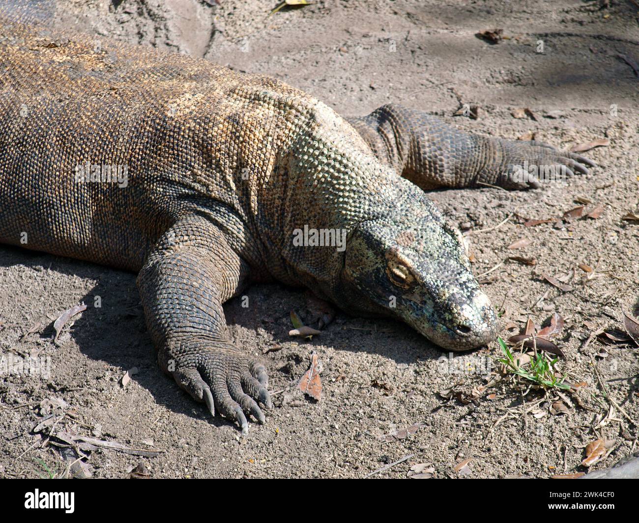 Komodo dragon or Komodo monitor (Varanus komodoensis Stock Photo - Alamy
