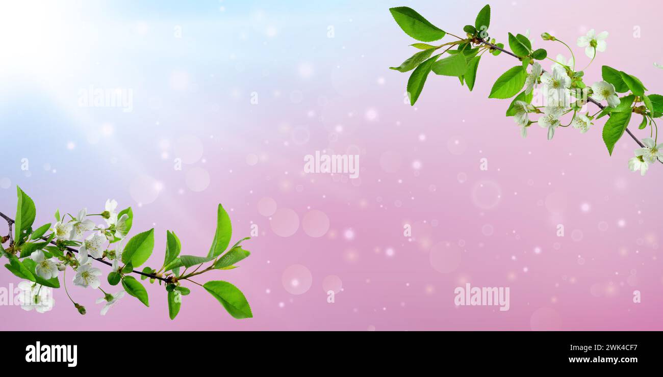 Sakura blossoms close up. Blooming cherry tree. Brightspring background ...