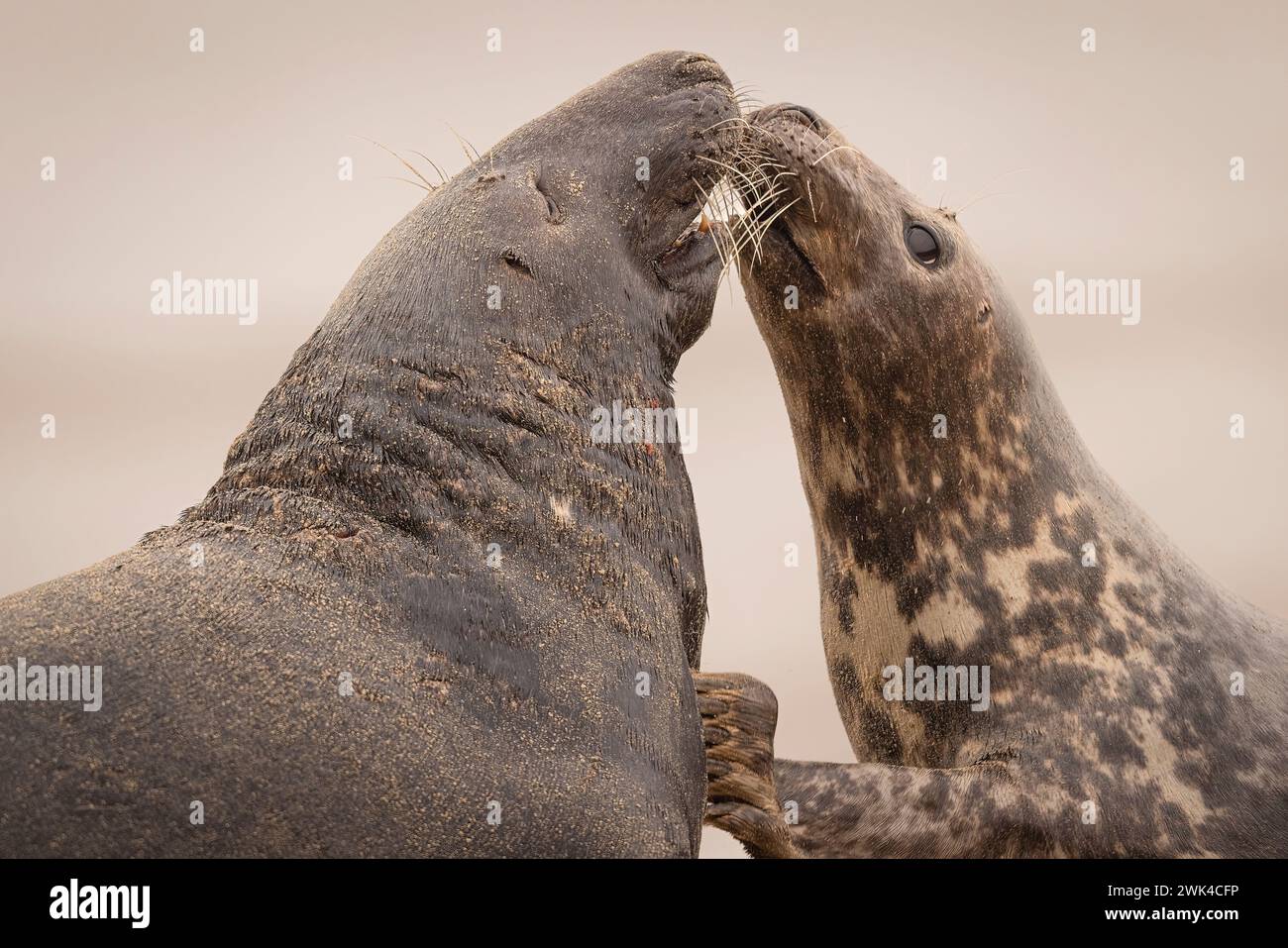 Adult Grey Seal fighting Stock Photo - Alamy