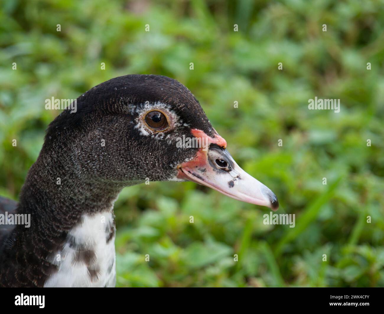 Female muscovy ducks hi-res stock photography and images - Alamy