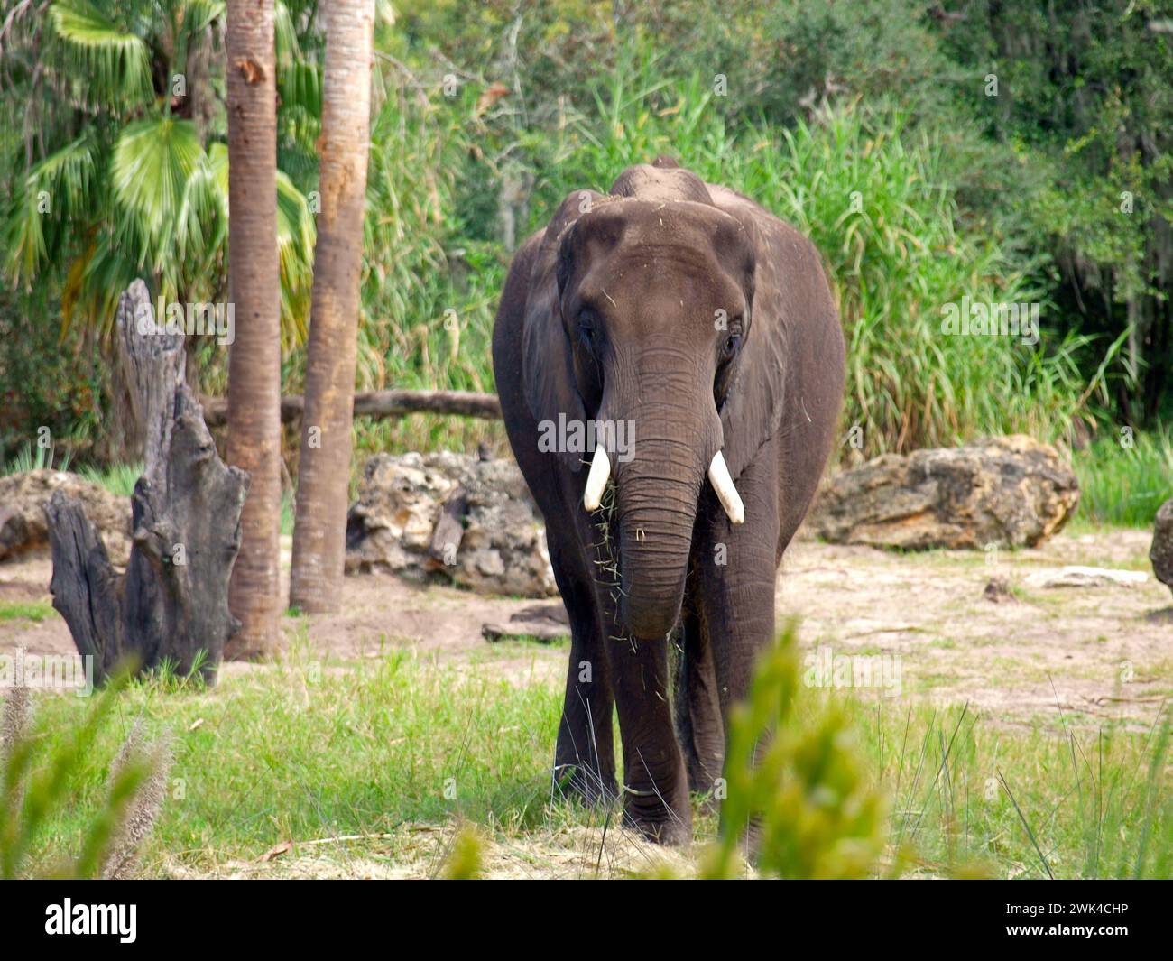 African forest elephant (Loxodonta cyclotis) eating. This is one of the ...