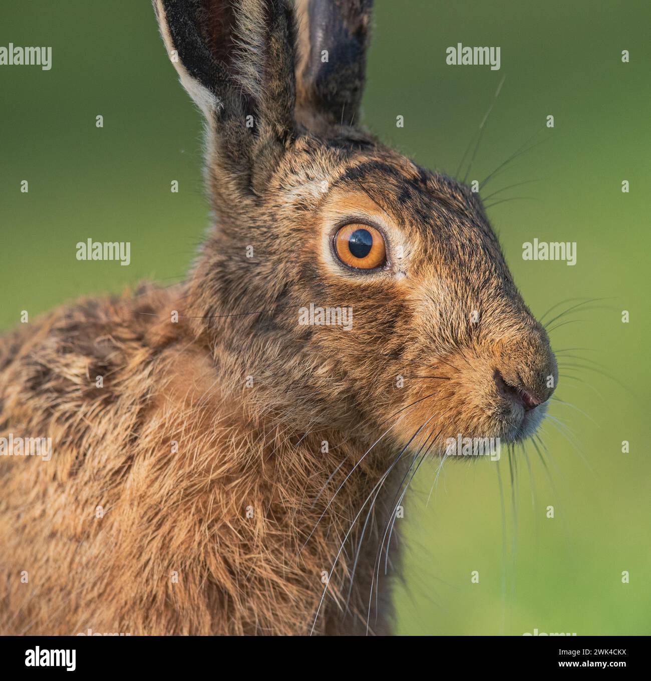 A portrait of a Brown Hare in profile showing wonderful whiskers, huge ...