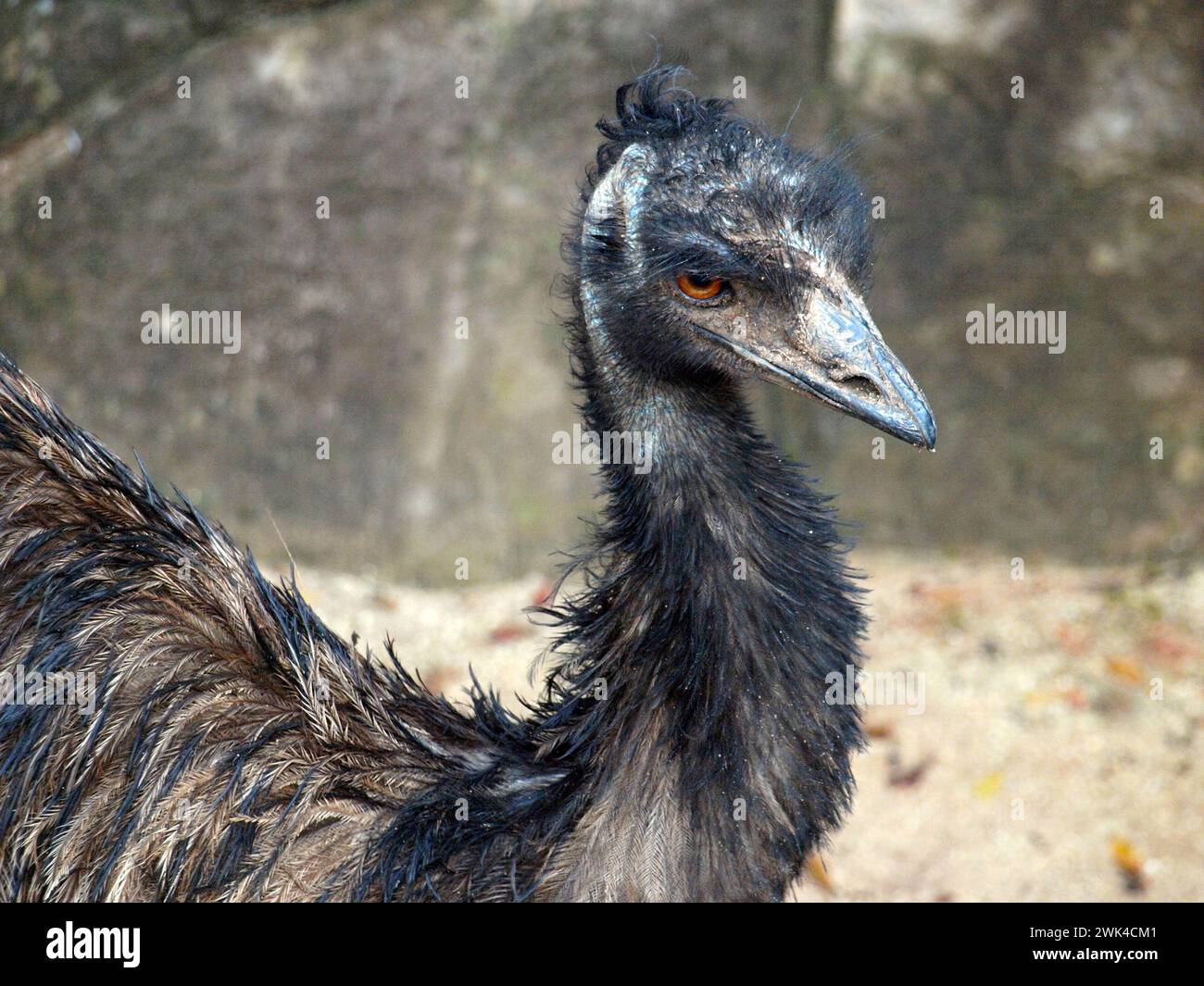 Close up of an emu (Dromaius novaehollandiae). Australian bird Stock ...